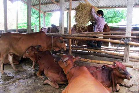Vietnam to develop cattle breeding, say officials