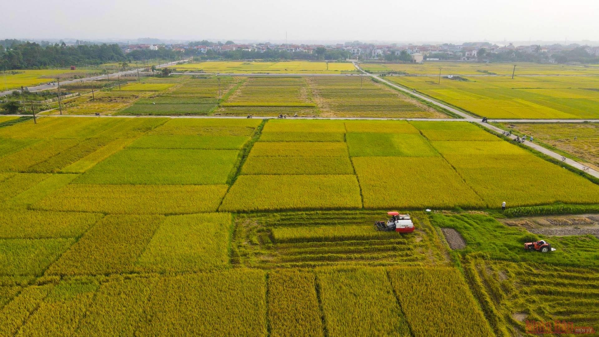 Ripening rice season in the sweltering summer sun