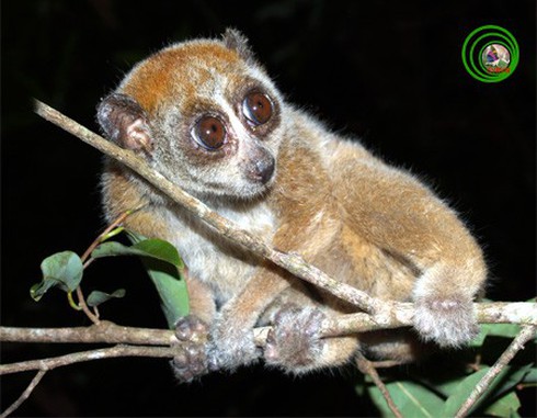 Độc đáo loài cu li 'cù lần' nguy cơ tuyệt chủng ở Việt Nam