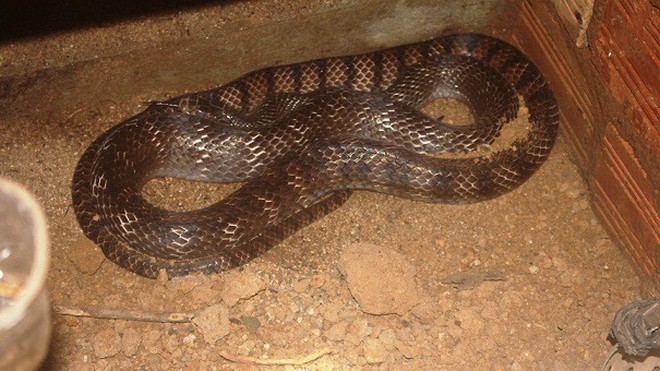 Cách nuôi rắn hổ trâu cho thu nhập tiền tỷ mỗi năm