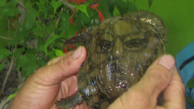 Kỳ lạ con ba ba có hình mặt người