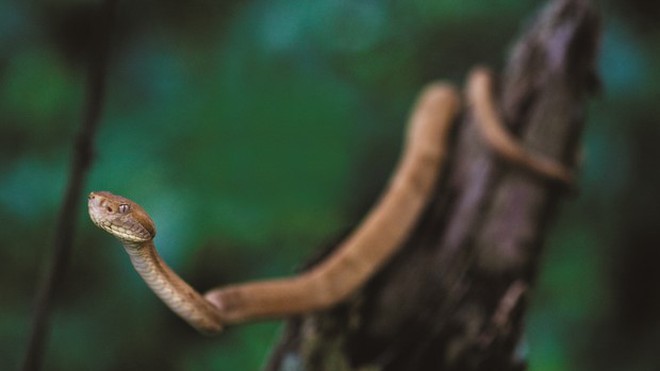 Đảo Rắn ở Brazil: Nơi tử thần ẩn náu trong thiên đường