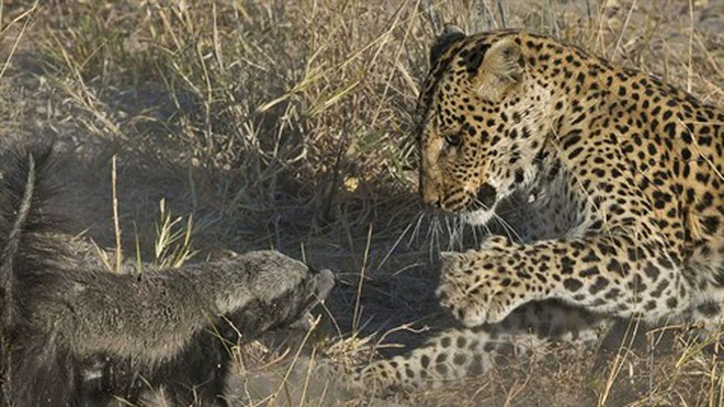 Báo đốm bẽ bàng, ôm hận khi săn hụt 'kẻ bố đời'