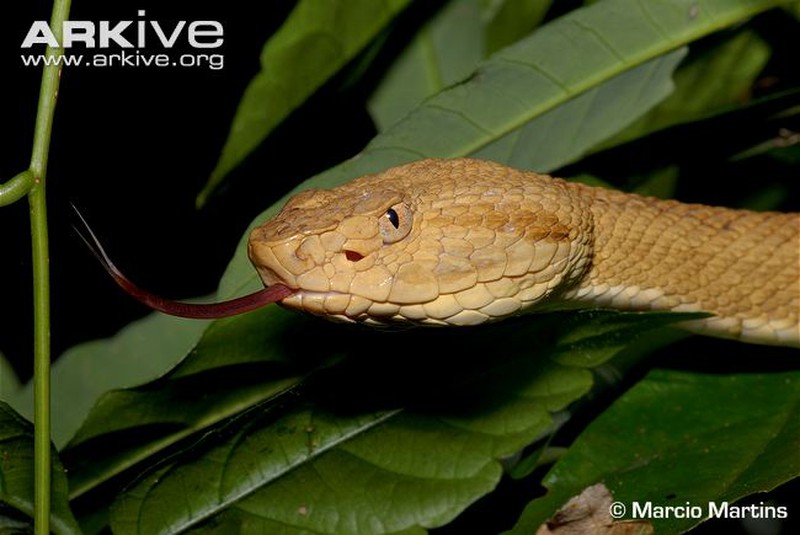 Loài mãng xà vàng óng có kịch độc 'tan xương nát thịt' trên đảo cấm