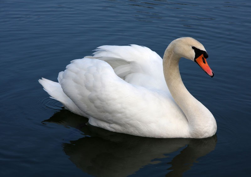 Top 10 loài chim lớn nhất thế giới