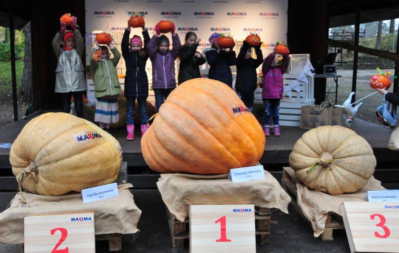 Những quả bí ngô 'siêu to khổng lồ' nhân ngày Halloween tại Latvia