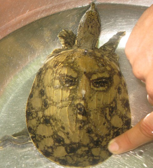 Con ba ba có hình mặt người được trả giá hơn 100 triệu đồng - Infonet