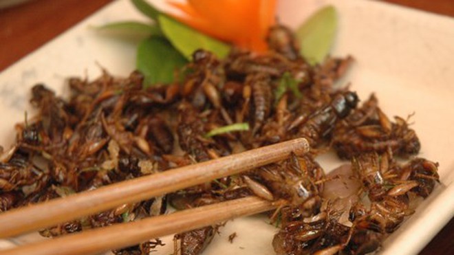Vì sao ăn côn trùng ngon, bổ nhưng nguy hiểm?