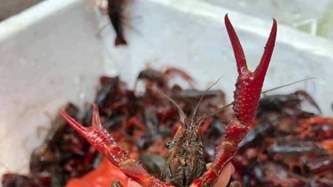 Tôm hùm đất ngon, lạ, rẻ bán đầy chợ mạng: Hàng bị cấm bán ở Việt Nam