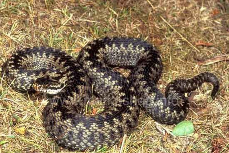 Đảo Rắn ở Brazil: Nơi tử thần ẩn náu trong thiên đường