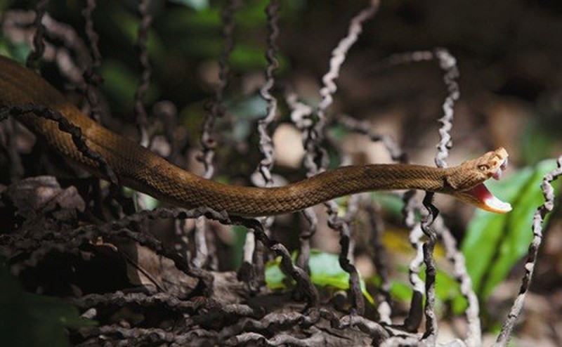 Đảo Rắn ở Brazil: Nơi tử thần ẩn náu trong thiên đường