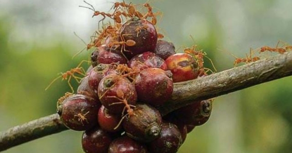 Độc, lạ cà phê kiến: Cầm cốc uống mà tưởng cầm đá quý hiếm trên tay